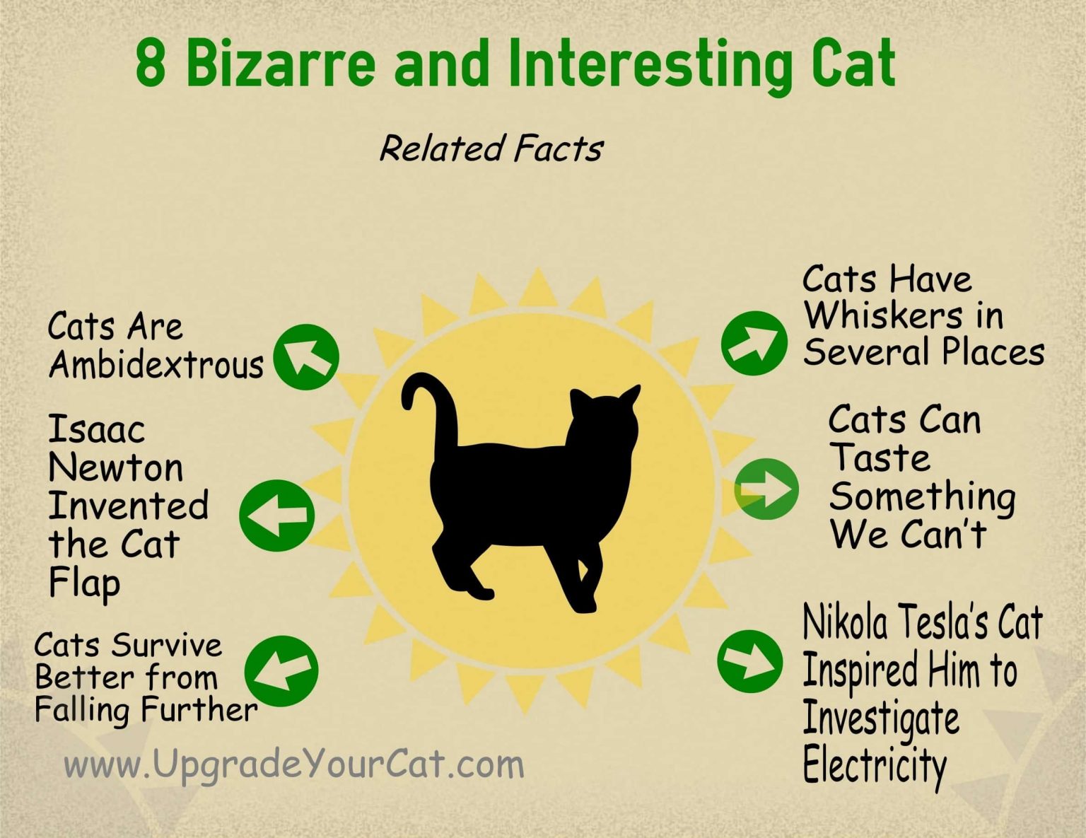 8 Bizarre and Interesting Cat Related Facts - [Infographic]