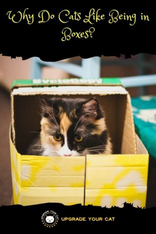 Why Do Cats Like Being in Boxes? - Upgrade Your Cat
