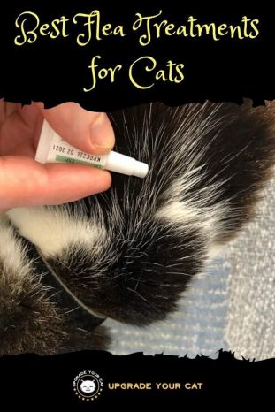 Some of The Best Flea Treatments for Cats Reviewed - Upgrade Your Cat