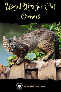 Why Do Big Cats pace in Zoos?