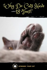 Why Do Cats Have 18 Toes?