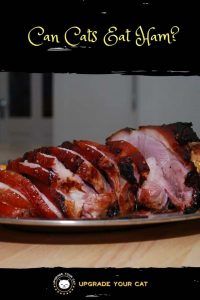 Can Cats Eat Ham? - Upgrade Your Cat