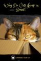 Why Do Cats Jump in Boxes? - Upgrade Your Cat