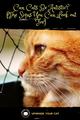 Can Cats Be Autistic? (The Signs and Behaviors to Look out For ...