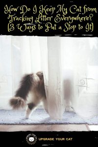 How Do I Keep My Cat from Tracking Litter Everywhere? (3 Tips That Work ...
