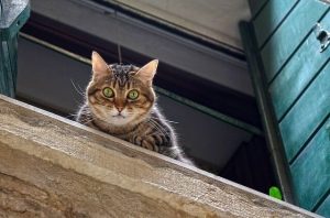How to Keep Outdoor Cats Cool in Hot Weather