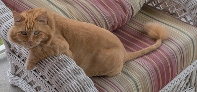 Lion Cut for Cats: Pros and Cons Explained - Upgrade Your Cat