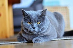 Mauve Footpads: Which Breeds and Colors Have Them?