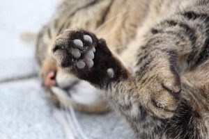 Mauve Footpads: Which Breeds and Colors Have Them?