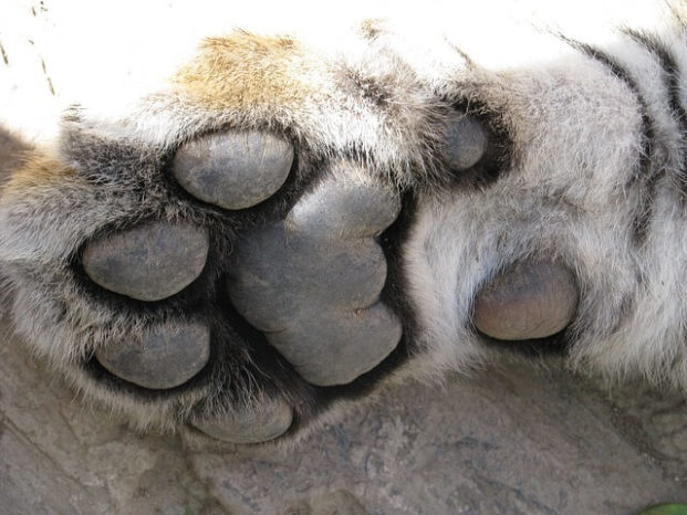 Mauve Footpads: Which Breeds and Colors Have Them? - Upgrade Your Cat