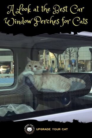 Best Car Window Perch Options for Cats - Upgrade Your Cat