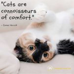 17 Cute and Fun Cat Quotes with Images