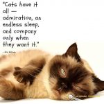 17 Cute and Fun Cat Quotes with Images