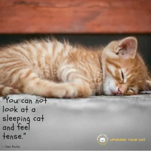 17 Cute and Fun Cat Quotes with Images