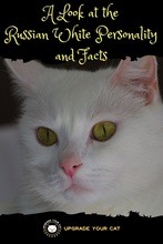 Russian White Cat Personality and Interesting Facts - Upgrade Your Cat