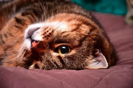 Why Do Cats Sleep with Their Head Upside Down? (Decoding This Behavior ...