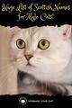 Huge List of Scottish Cat Names for Male Cats - Upgrade Your Cat