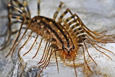 Can Cats Eat Centipedes? (Are they Poisonous/Dangerous?) - Upgrade Your Cat
