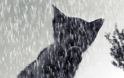 Where Do Cats Go When It Rains? Tips and Tricks to Find and Help Cats ...