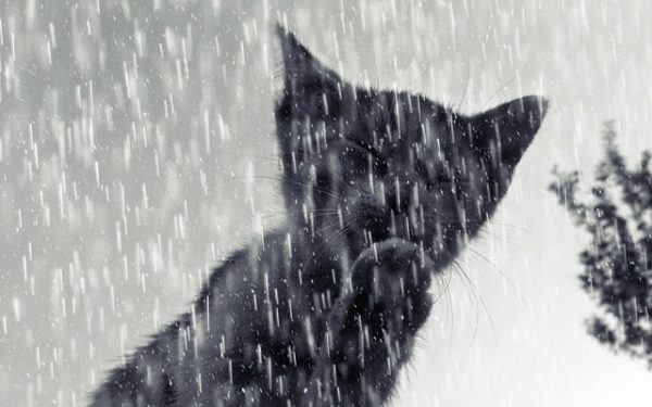 Where Do Cats Go When It Rains? Tips and Tricks to Find and Help Cats ...