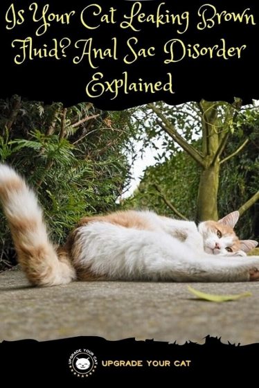 Cat Leaking Brown Fluid (Explanations and Solutions) - Upgrade Your Cat