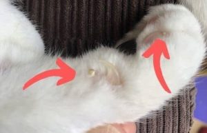 Horned Paws on Cats: What to Do About Cutaneous Claws