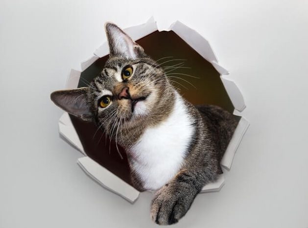 How to Cat Proof Air Vents (in a Few Simple Steps) - Upgrade Your Cat