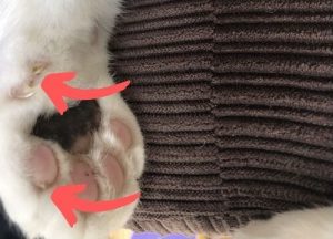 Horned Paws on Cats: What to Do About Cutaneous Claws