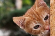 The Power of Cats: Spiritual, Energetic, and Healing - Upgrade Your Cat