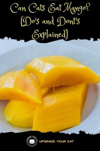 Can Cats Eat Mango? (Yes, But..) - Upgrade Your Cat