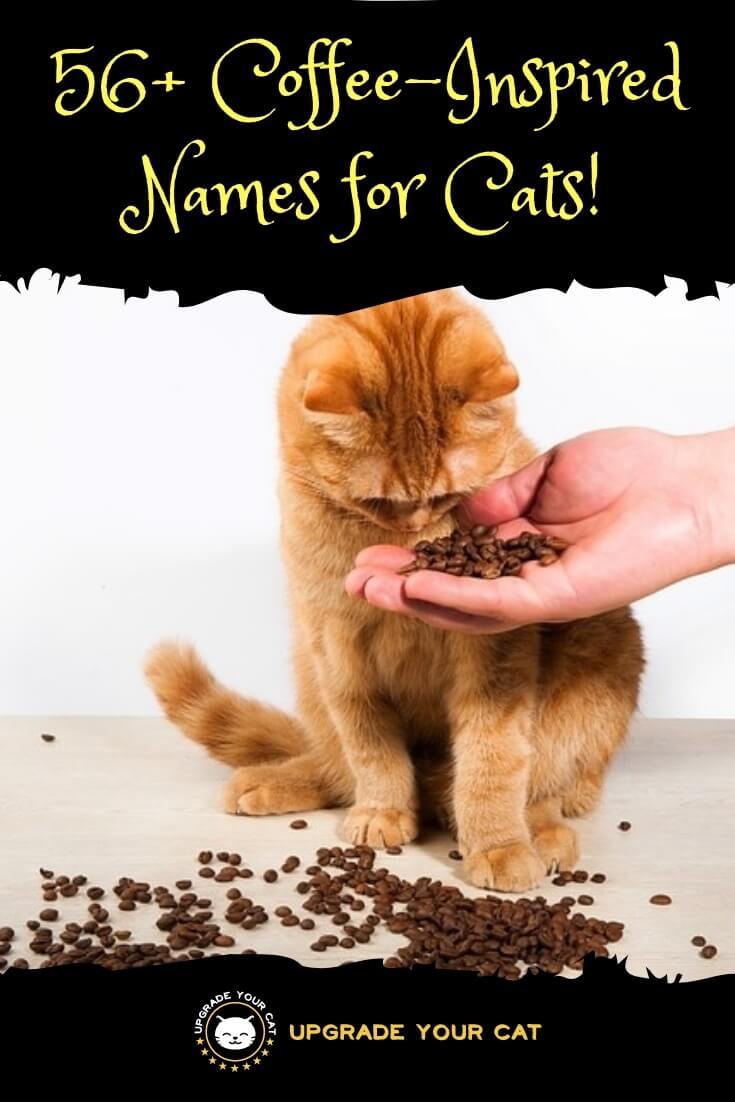 56 Aromatic Coffee Names For Cats 56 Aromatic Coffee Names For Cats