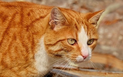 Caliby Cats, Calico, Tortoiseshell, Tortie, Tortico & Torbie ...