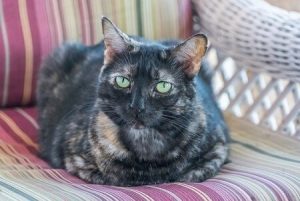Caliby Cats, Calico, Tortoiseshell, Tortie, Tortico & Torbie ...