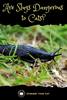 Are Slugs Dangerous to Cats? (And Slug Pellets) - Upgrade Your Cat