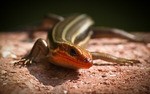 Are Skinks Poisonous to Cats? (No, Here's Why) - Upgrade Your Cat