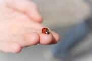 Are Ladybugs Poisonous to Cats? (Not Really) - Upgrade Your Cat