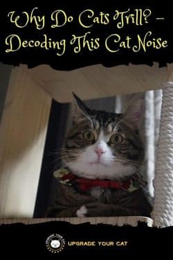 Why Do Cats Trill? What It Means - Upgrade Your Cat