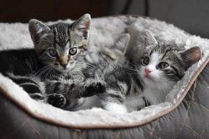 Can Cats Eat Octopus? Or Squid, Seafood Etc