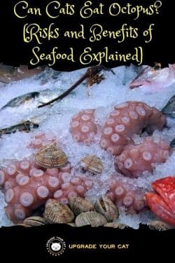 Can Cats Eat Octopus? Or Squid, Seafood Etc - Upgrade Your Cat