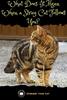 What Does It Mean When a Stray Cat Follows You? - Upgrade Your Cat