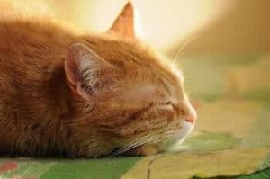 Cat Sleeping Positions When Sick: What They Mean