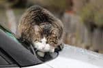 How to Keep Cats Off Your Car: 4 Methods That Work - Upgrade Your Cat