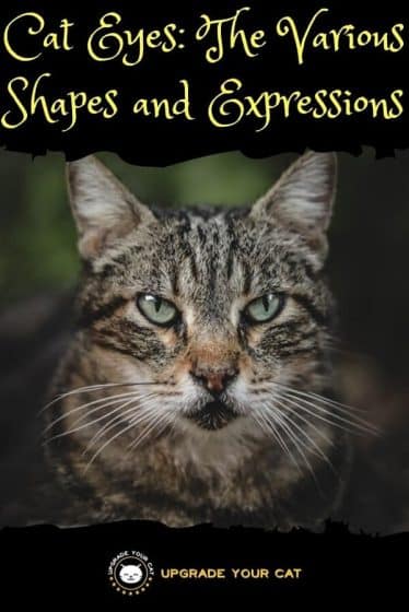 Cat Eyes: The Various Shapes and Expressions - Upgrade Your Cat
