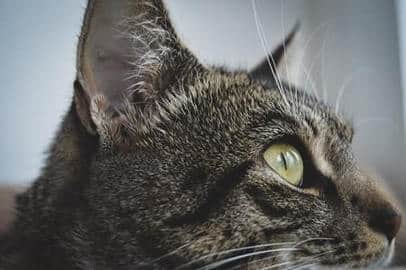 Cat Eyes: The Various Shapes and Expressions - Upgrade Your Cat