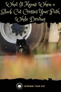 Black Cat Crossing Your Path While Driving: What it Means