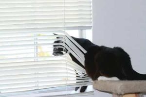Why Does My Cat Paw at the Window? (5 Reasons)