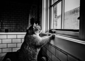 Why Does My Cat Paw at the Window? (5 Reasons)