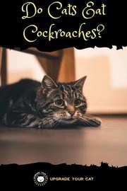Do Cats Eat Cockroaches? (Gross Reality) - Upgrade Your Cat