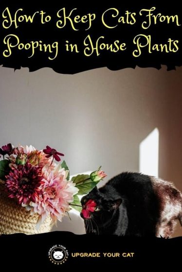Here's How to Keep Cats From Pooping in House Plants - Upgrade Your Cat