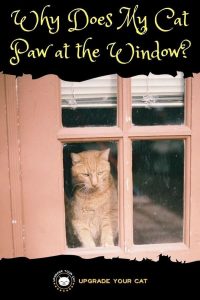 Why Does My Cat Paw at the Window? (5 Reasons)